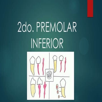 Segundo premolar superior | PPTX