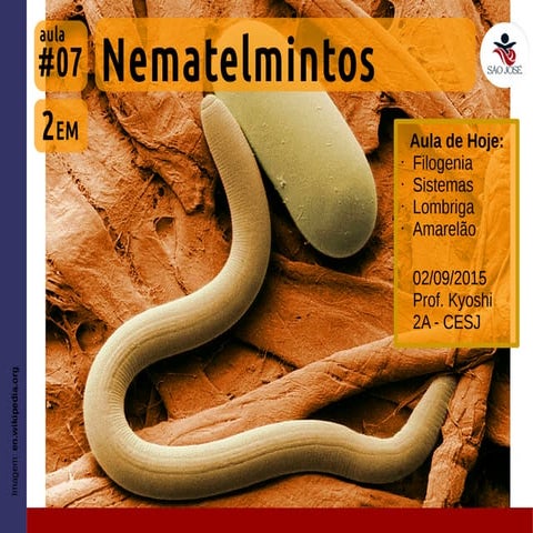 Lombrigas e nematódeos em aula de biologia | PPT