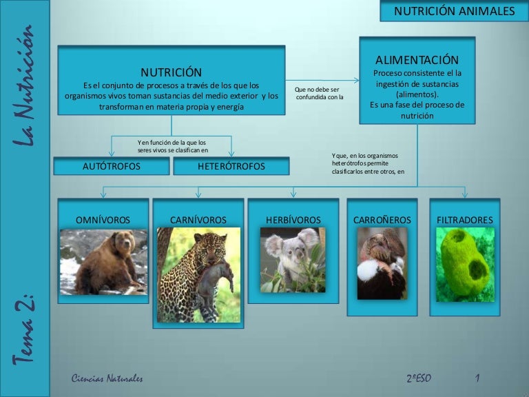 La nutrición en animales y plantas