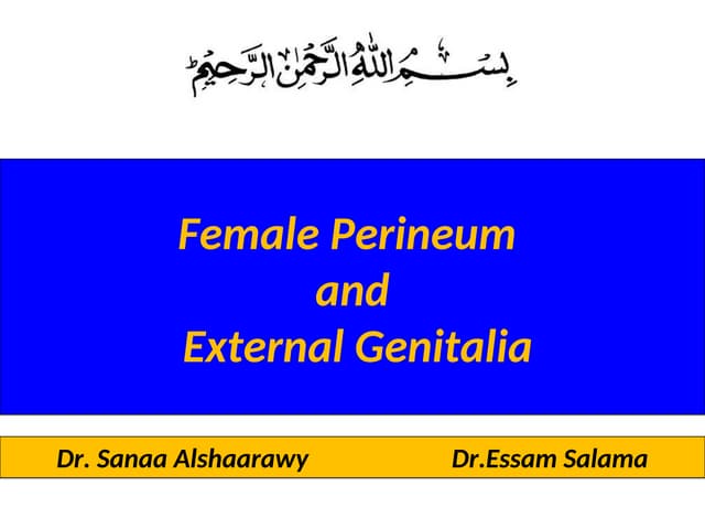 Perineum | PDF