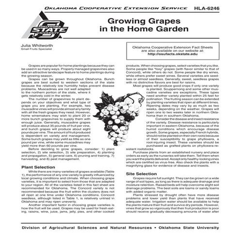 Grapes - Dr. Mahesh Ghuge | PPTX