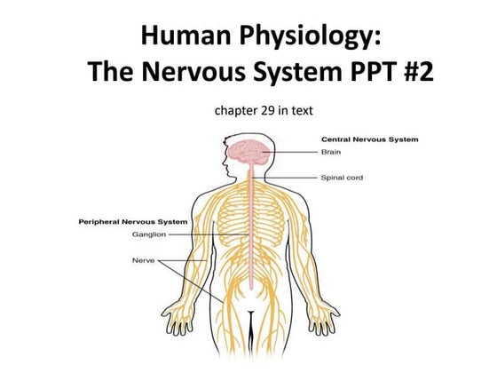 Nervous System Parts And Functions Powerpoint A Level Psychology THE