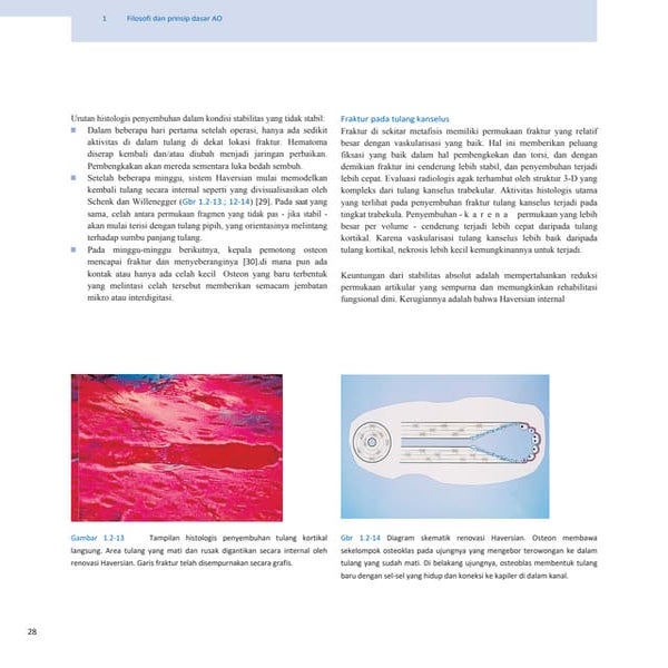 AO Trauma orthopaedic principle of fracture management part 2.pdf