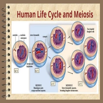 Human Life Cycle Meiosis Chapter 13: Meiosis And Sexual Life Cycles