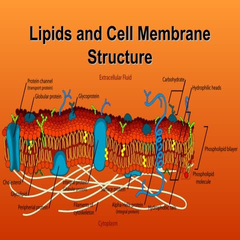 2_lipids_and_cell_membrane_structure_1011.ppt