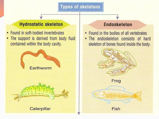 The skeletal and muscular system | PPT