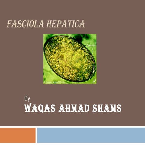 Fasciola hepatica life cycle.ppt