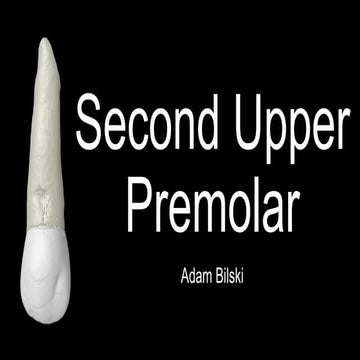 2nd Upper Premolar Anatomy | PPTX
