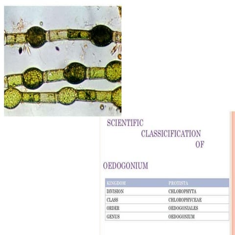 2_Odegonium_Cap Cell.pptx