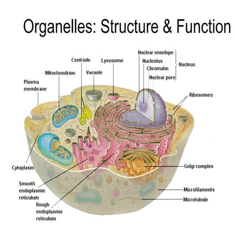 Organelles_structure_function. Cells.ppt