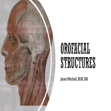 Orofacial Structures | PDF