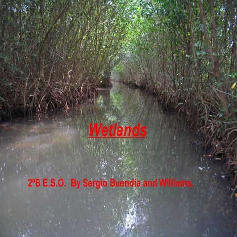 WETLANDS ECOSYSTEMS | PPT | Geography | Science
