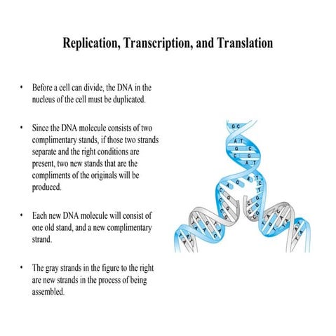 2_Pres_Replication, Transcription, and Translation_imp.ppt