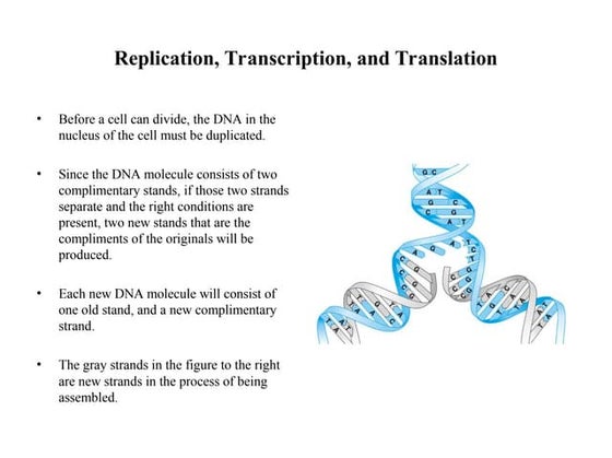 02 The Role of DNA in Protein Synthesis | PPT