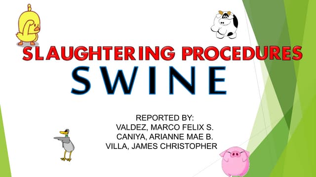 Anatomy Of The Swine | PPT