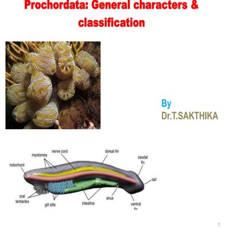 2 proto chordates.ppt