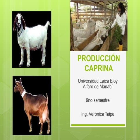 Catalogo de razas de ovinos | PDF