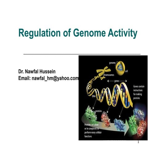 regulation of genome activity | PPT