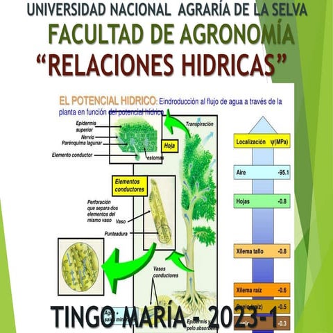 apoplasto y simplasto Absorcion del agua por las plantas | PDF