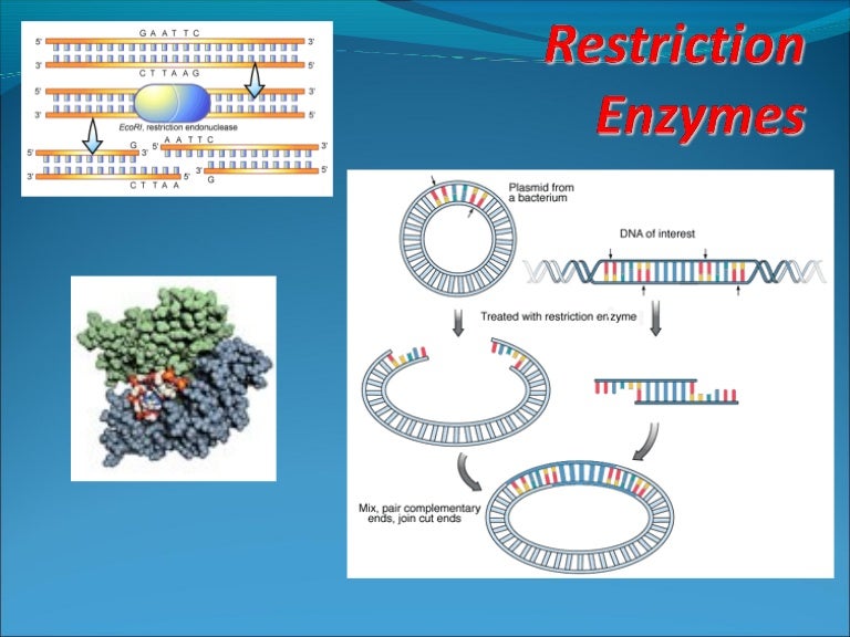 restriction enzymes