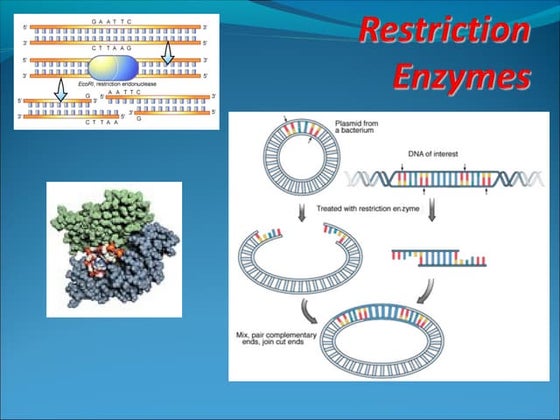 Recombinant DNA Technology: A Tool for Genetic Engineering and Gene ...