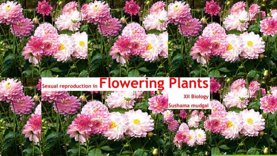 Fertilisation in plants | PPT