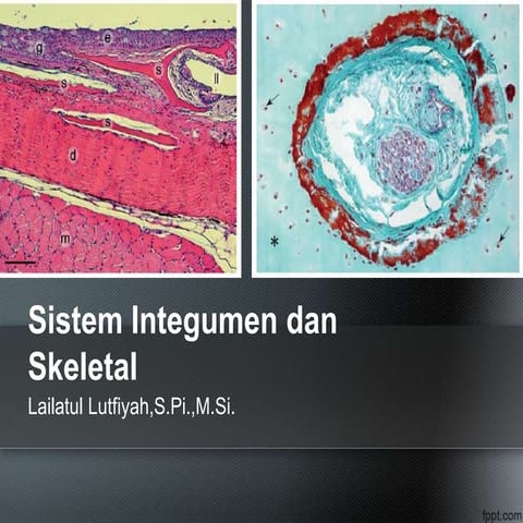 2_sistem integumen dan skeletal.ppt