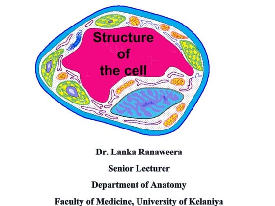 Histology & Function of The Pancreas | PPT