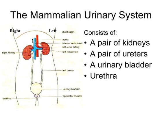 Urinary System Of Goat(1) | PPT