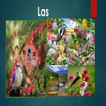 Las aves (PPTX.) 1234567891011121314151617 | PPT