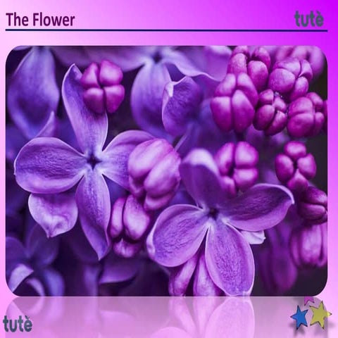 12th - the flower - biology | PPTX