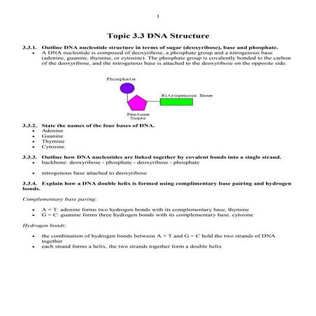 3.3 dna structure notes | DOC