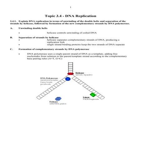 3.4 dna replication notes | DOC