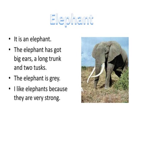 The elephant | PPT