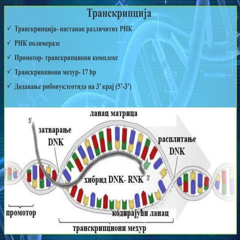 3. Transkripcija | PPTX
