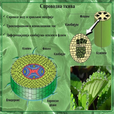 3. Sprovodna tkiva | PPT