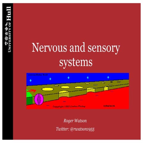 Nervous and sensory system | PPTX