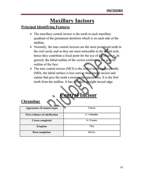 morphology of Maxillary central and lateral incisors teeth | PPT