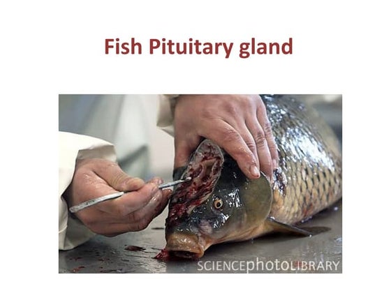 Dissection of internal organs of fish | PPT