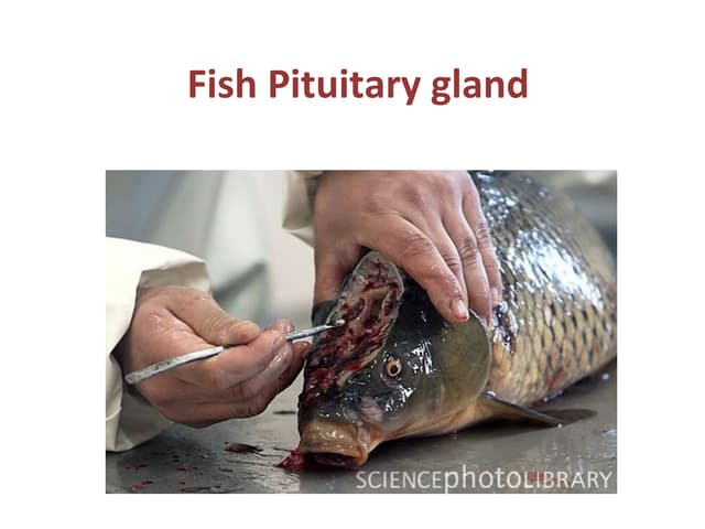 Fish vertebral column | PPTX
