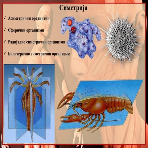 3. Simetrija, segmentacija, telesne duplje | PPTX