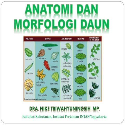 morfologi tumbuhan-Batang | PPTX