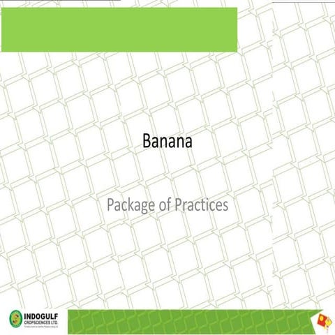 Insect pests of banana | PDF