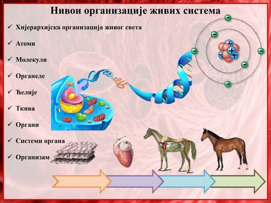 4. Dinamicka organizacija celije | PPT