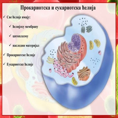 Biljna i zivotinjska celija | PPTX