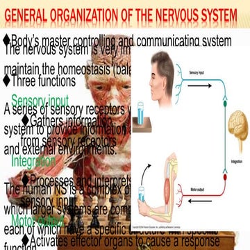 3. lecture 3. major levels of the cns | PPTX