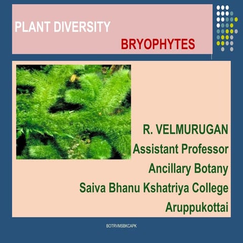 6. polysiphonia | PPT