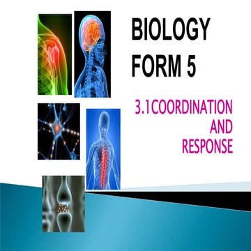 BIOLOGY FORM 5:3.1-COORDINATION AND RESPONSE | PPT