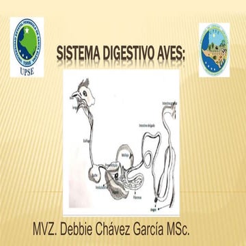 Sistema digestivos de las aves | PPTX