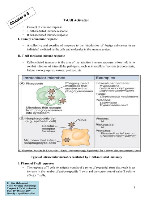 T cell development, maturation, activation and differentiation | PPTX